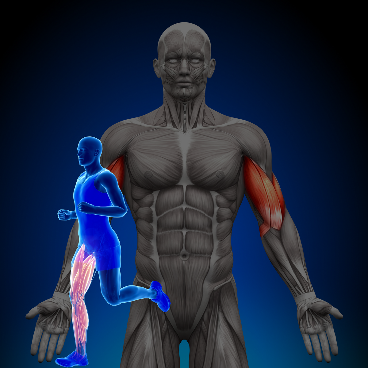 Los Mejores Entrenamientos para Mejorar la Fuerza Específica en Corred ...